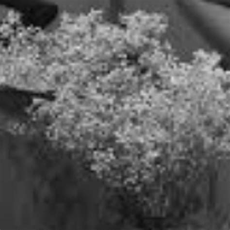 مانجو🥭 Youtube