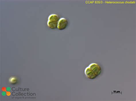 Heterococcus Chodatii