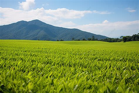 산 근처의 푸른 들판 건강 다이어트 면역 배경 일러스트 및 사진 무료 다운로드 Pngtree