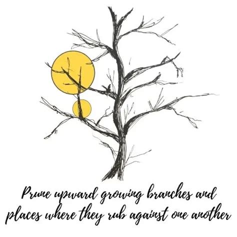 How To Prune Apple Trees In 8 Easy Steps Mehrabyan Nursery