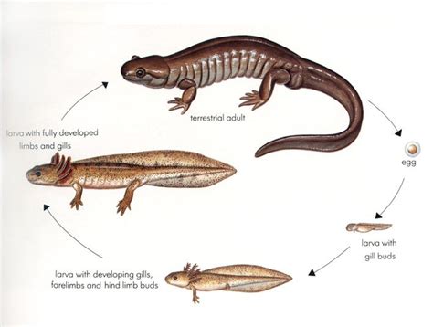 Salamander Life Cycles Animal Life Cycles