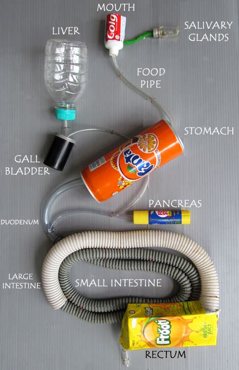 How To Make A Digestive System Model Using Recycled Materials Claripedia