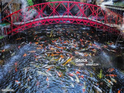 그림자와 빛의 반사로 연못에서 움직이는 다채로운 매력적인 잉어 잉어 물고기 잉어 물고기는 물 표면 아래에서 수영합니다 0명에 대한 스톡 사진 및 기타 이미지 Istock