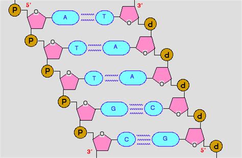 National 5 Biology Dna Structure Diagram Quizlet