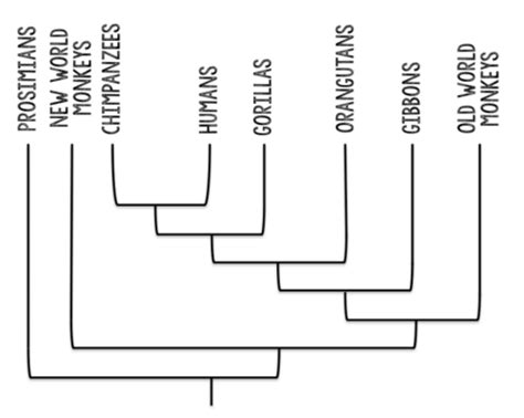 Lesson Phylogeny Flashcards Quizlet