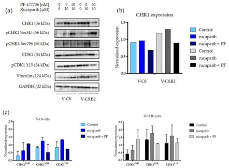 Exploring The Synergy Between Parp And Chk1 Inhibition In Matched Brca2