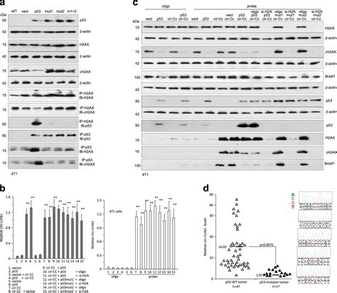 Enhanced Breast Cancer Progression By Mutant P53 Is Inhibited By The Circular Rna Circ Ccnb1 Pmc