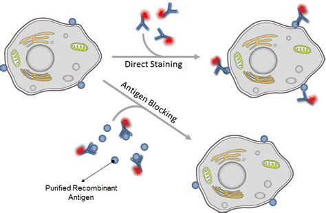 Flow Cytometry Fcm Facs Antibody Verified By Antigen Blocking