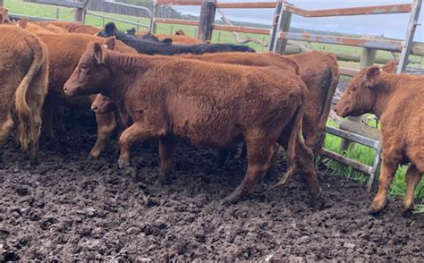 The Herd Online 200 South Devon Mixed Sex Calves For Sale