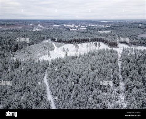 Drone Image Aerial View Of Forest Area In Winter With Snowy Trees