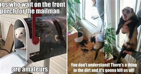 The 29 Funniest Ferret Memes Ranked
