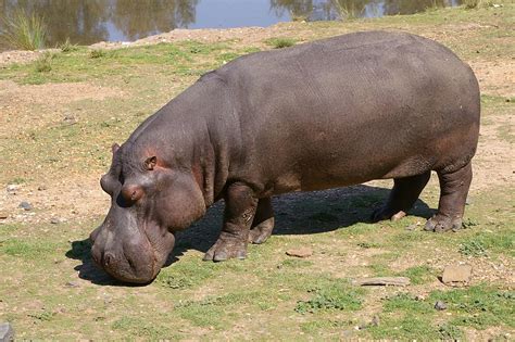 Hippopotamus Hippo Zoo · Free Photo On Pixabay