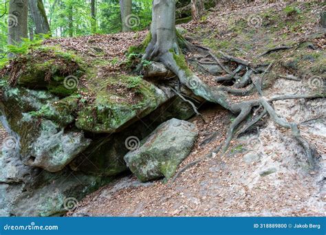 A Tree With Roots Growing Out Of A Rock Stock Photo Image Of Woods Wild