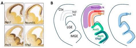 Controlling The Expression Level Of The Neuronal Reprogramming Factors For A Successful