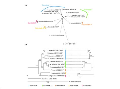 A Split Network Of Halioticoli Clade Based On Concatenated