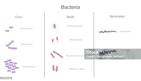 La Microbiologie Classification Des Bactéries En 3 Groupes De Cocci