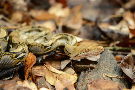 S2e10 Reticulated Pythons And Thermoregulation Biome Media