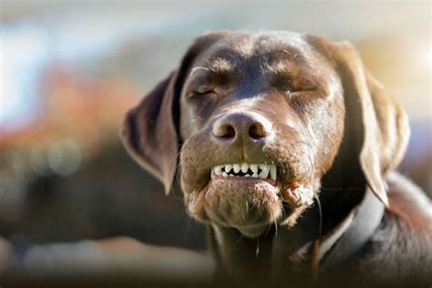 Can A Male Dog Penetrate A Female Not In Heat