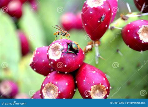 Bugs On A Cactus Stock Image Image Of Desert Insect 72515789