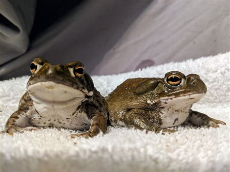 And My Pair Of Colorado River Toads Rfrogs