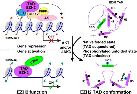 A Partially Disordered Region Connects Gene Repression And Activation Functions Of Ezh2 Pnas