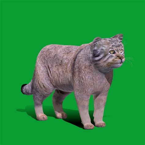 Pallas Manul Cat Breed Superhive Formerly Blender Market