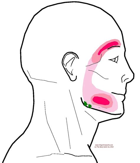 Understanding Trigger Points Headache In The Eyebrow Trigger Points