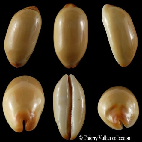 Luria Isabella Nandr 3393 Mm Gem Thelsica