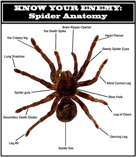 Know Your Enemy Spider Anatomy Really Funny Pictures Collection On