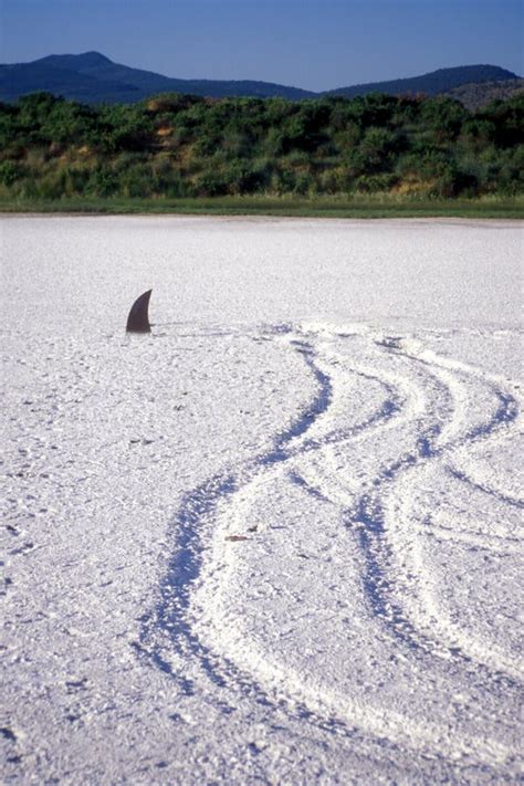 Land Shark Prank In A Dry Lakebed Stock Image Image Of Pranksters