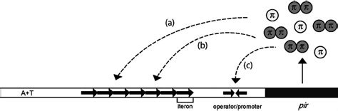 Roles Of ␲ Binding To ␥ Ori The Pir Gene Encodes ␲ Protein Which