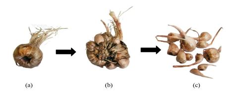 Steps Of Replacement Corms Production In This Experiment Koocheki Et Download Scientific