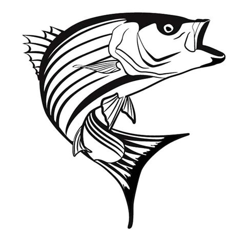 Free Striped Bass Cliparts Download Free Striped Bass Cliparts Png