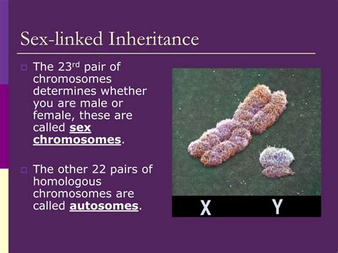 PPT Sex Linked Inheritance PowerPoint Presentation Free Download ID 5175692