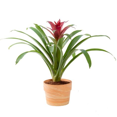 Bromeliad Plant Care