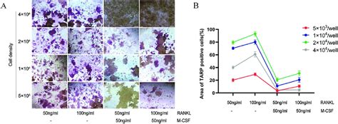 Effects Of Different Cell Densities On Differentiation Of Raw264 7