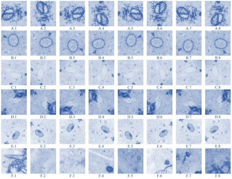 Examples Of Images Contained In The Dataset Used Download Scientific Diagram