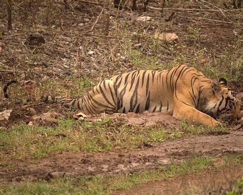 Nagzira Tigar Resort Chorkhamara Índia 88 Fotos E Avaliações Tripadvisor