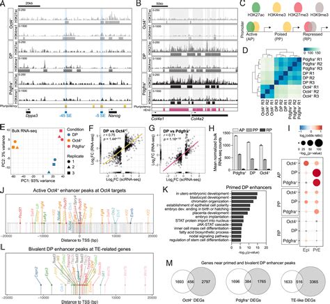 The Primitive Endoderm Supports Lineage Plasticity To Enable Regulative Development Cell