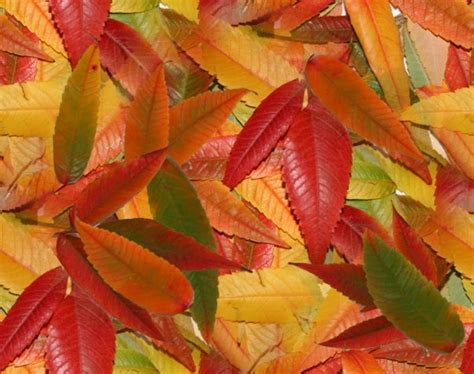 Repeating Leaf Background