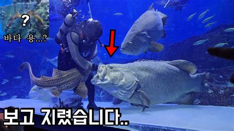 국내 유일하게 전설의 돗돔과 바다용12마리가 전시되었네요 ㄷㄷ Youtube