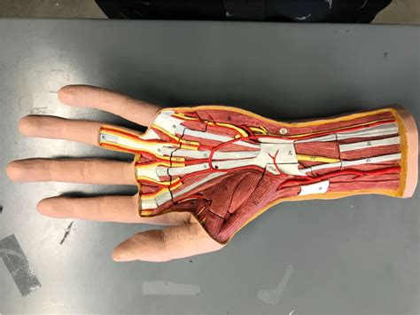 Model Diagram Quizlet