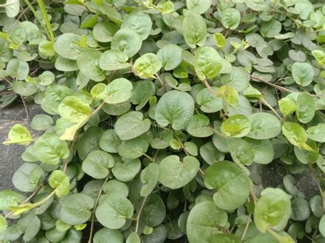 Evolvulus Nummularius Plant On Garden Stock Image Image Of Abstract Pattern 314754147