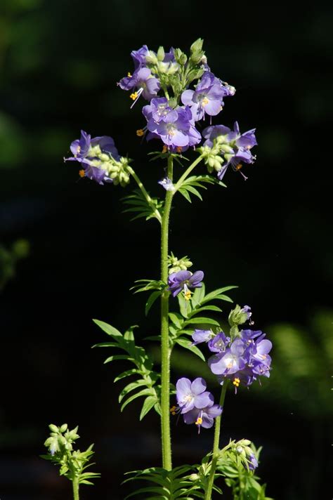 How To Grow And Care For Jacobs Ladder Greek Valerian Best Perennials For Shade Best