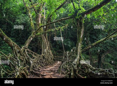 The Root Bridge Stock Photo Alamy
