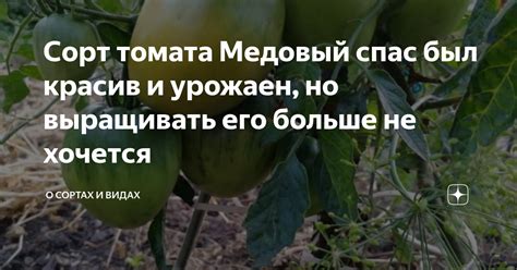 Сорт томата Медовый спас был красив и урожаен но выращивать его больше не хочется уДачный