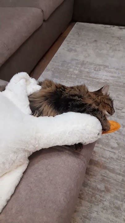 Гусь и кошка Youtube
