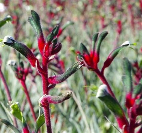 Kangaroo Paw Bush Dance Anigozanthos Hybrid Native