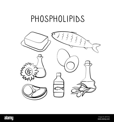 Phospholipids Containing Food Groups Of Healthy Products Containing