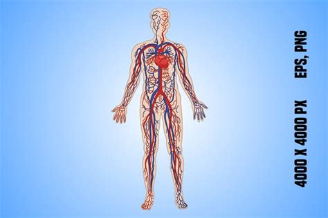 Human Circulatory System 3182931